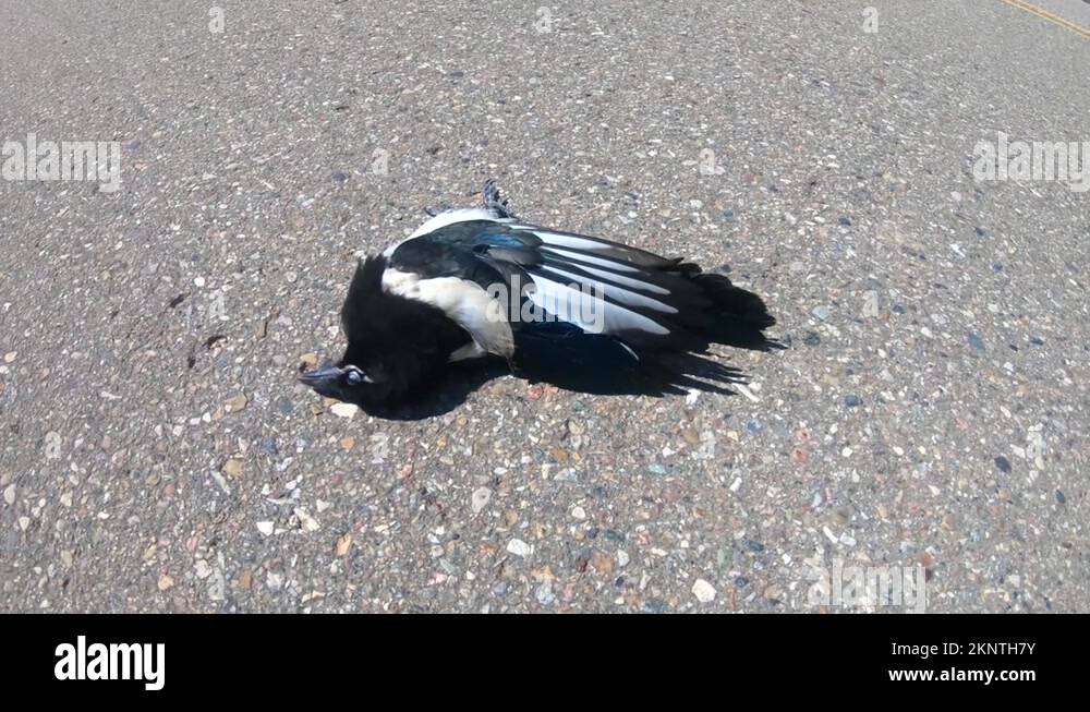 Magpie killed Stock Videos & Footage - HD and 4K Video Clips - Alamy