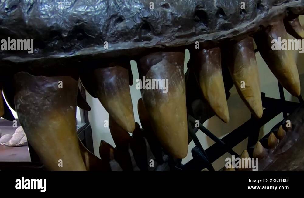 Teeth of tyrannosaurus rex Stock Videos & Footage - HD and 4K Video ...