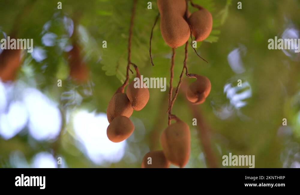 Tangy fruits Stock Videos & Footage - HD and 4K Video Clips - Alamy
