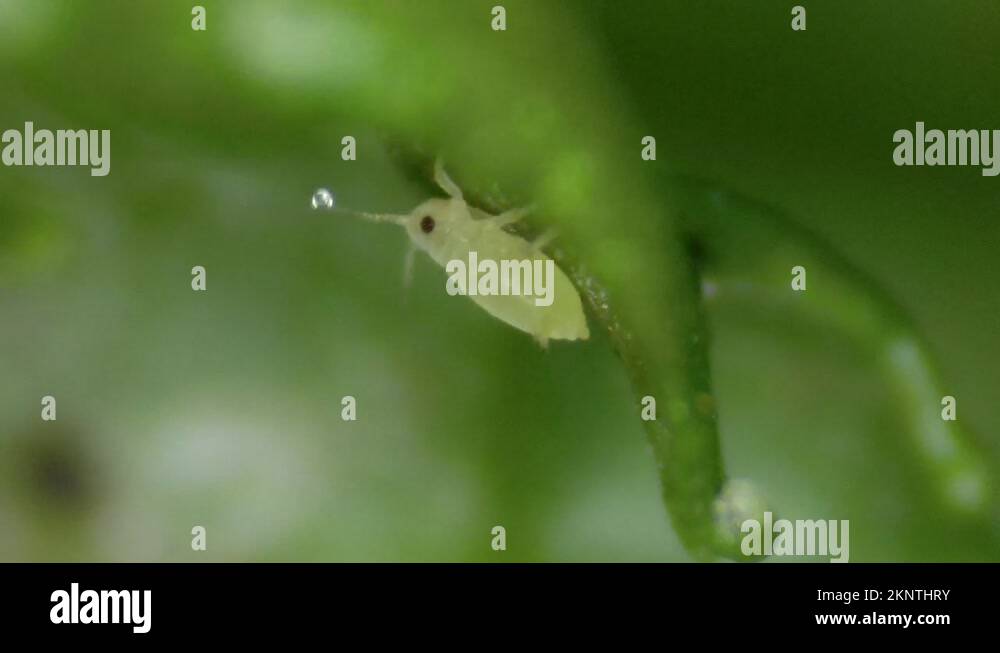 Insects farm crops Stock Videos & Footage - HD and 4K Video Clips - Alamy