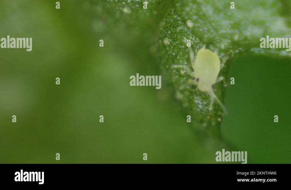 Aphid aphid bug insects aphidoidea plant lice Stock Videos & Footage ...