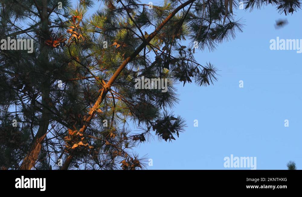 Overwintering insects Stock Videos & Footage - HD and 4K Video Clips ...