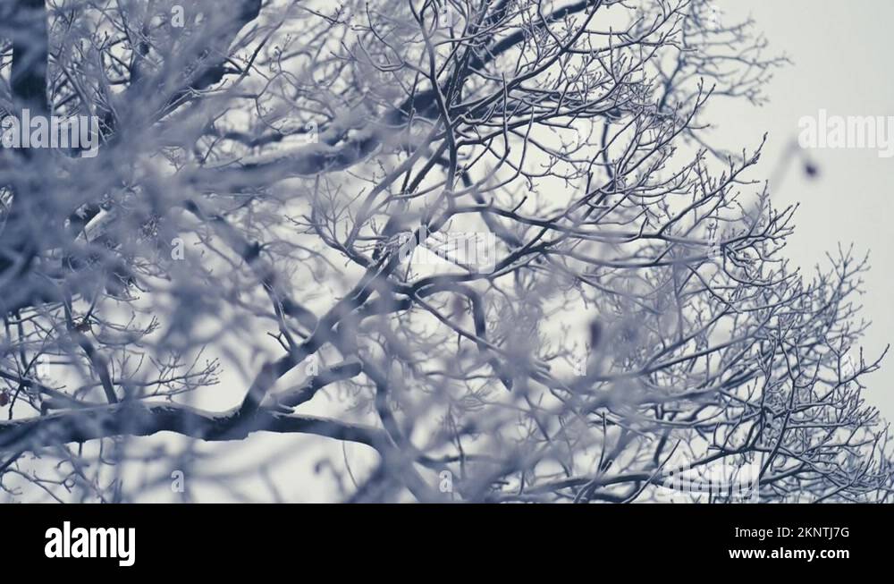 The first snow covers the tangled branches of the tree crowns. Looking ...
