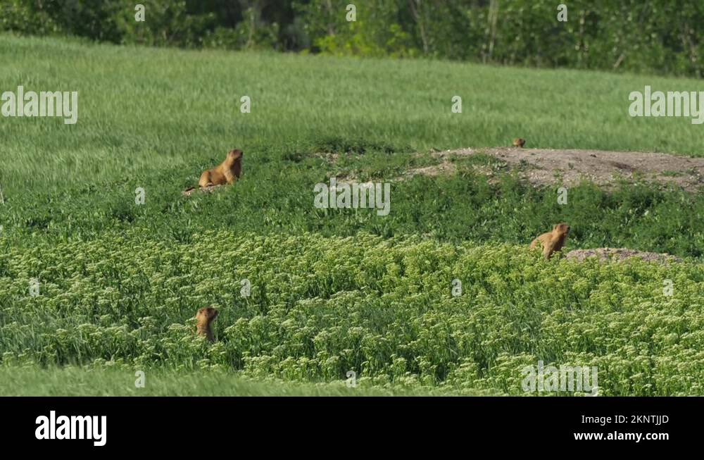 Colony in grassland Stock Videos & Footage - HD and 4K Video Clips - Alamy