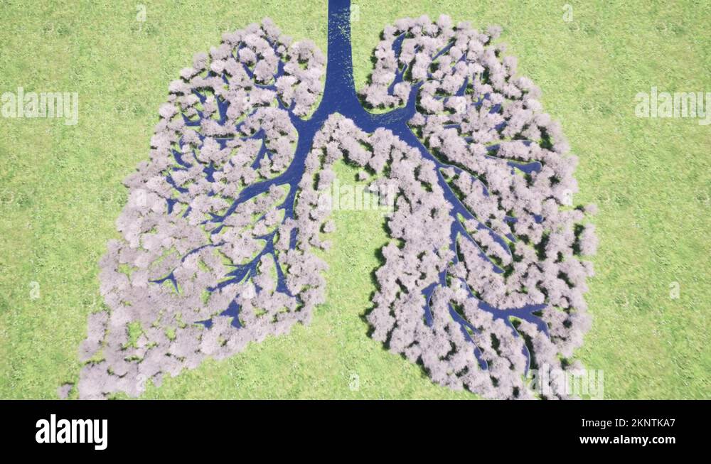 Lung tree Stock Videos & Footage - HD and 4K Video Clips - Alamy