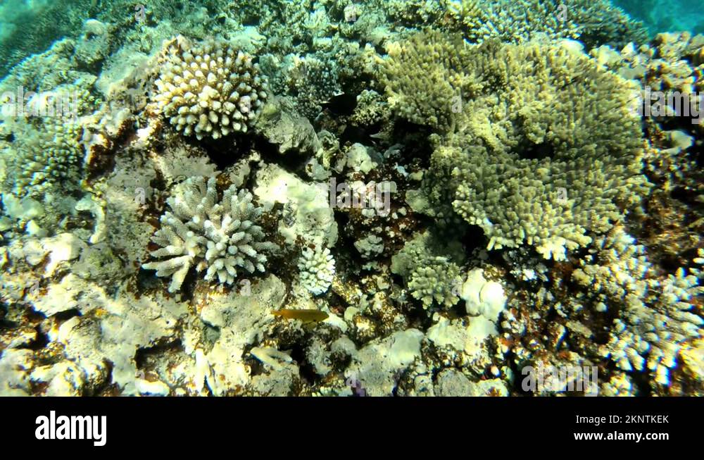 Underwater scene ocean Stock Videos & Footage - HD and 4K Video Clips ...