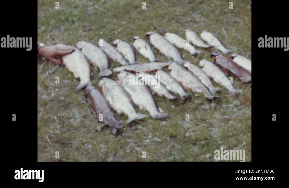 1960s: Several fish laid out on the grass. A hand pats one fish. Title ...