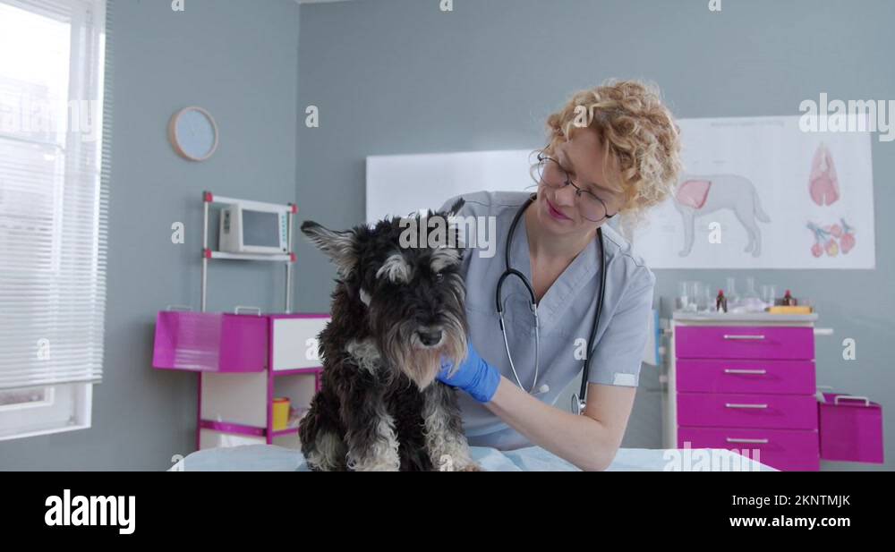 Waist up of veterinarian stroking lovely dog at veterinary clinic. Vet ...