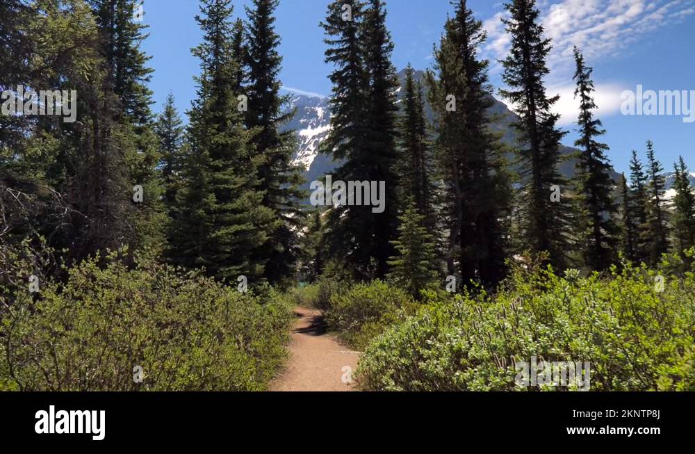Cinematic Dolly Forward On Forest Trail in Banff Alberta, Canada Stock ...