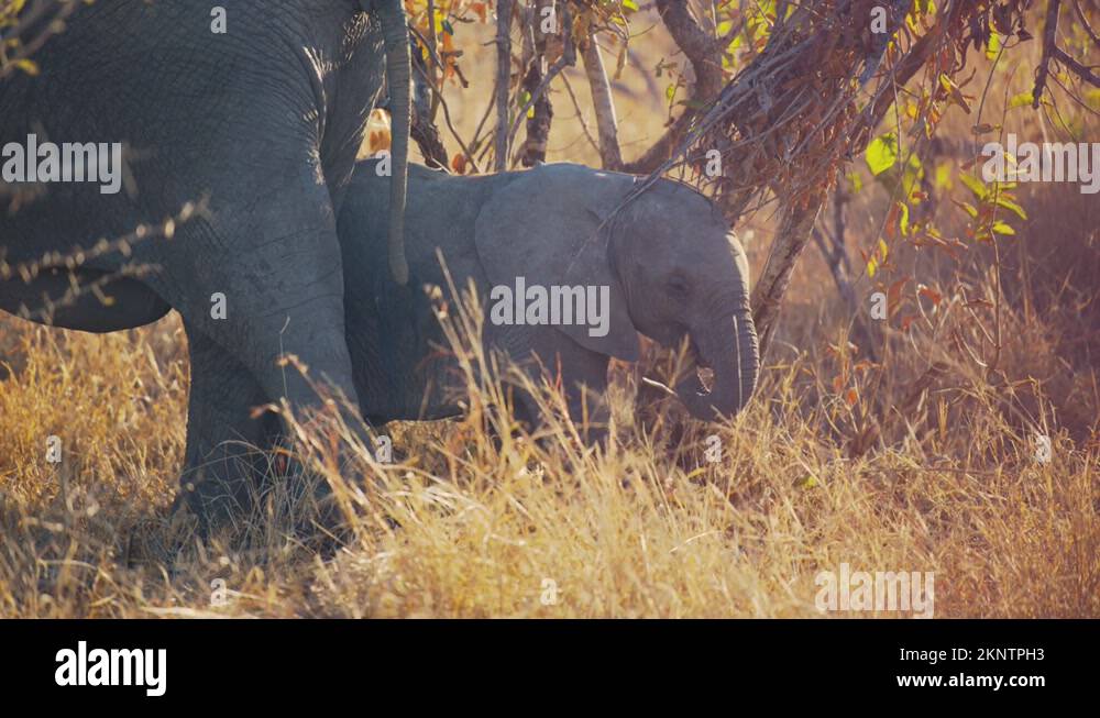 Baby elephant eating leaves from tree in the dry African savannah next ...