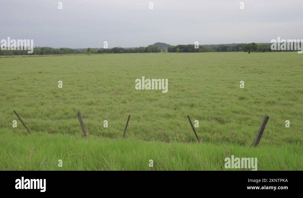 Flora of paraguay Stock Videos & Footage - HD and 4K Video Clips - Alamy