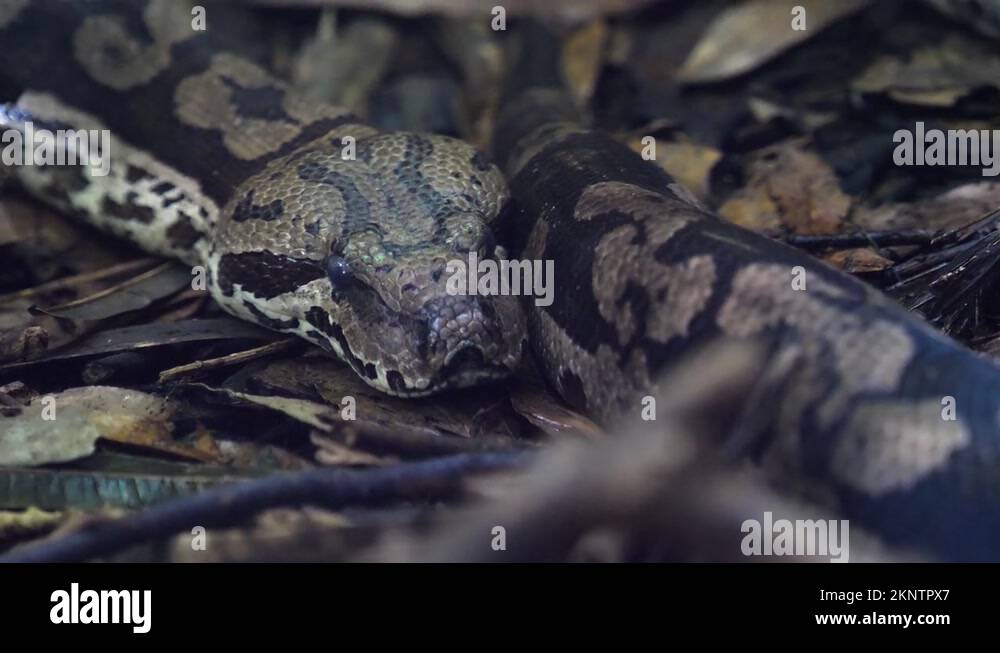 Ball python regius africa Stock Videos & Footage - HD and 4K Video ...