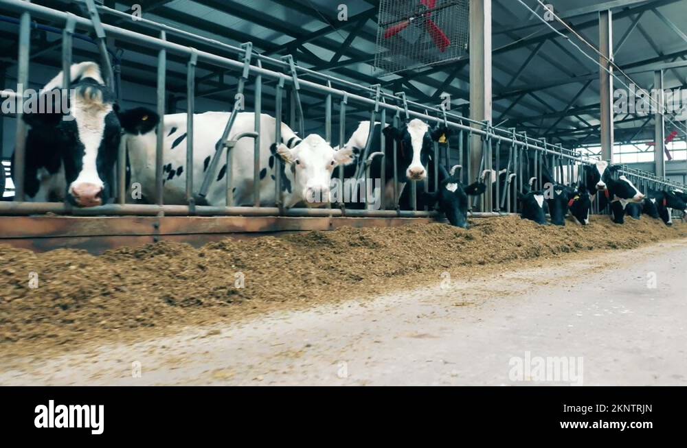 Farm animals in pens Stock Videos & Footage - HD and 4K Video Clips - Alamy