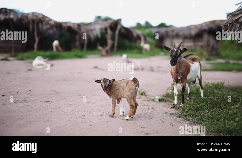 Savanna goat Stock Videos & Footage - HD and 4K Video Clips - Alamy