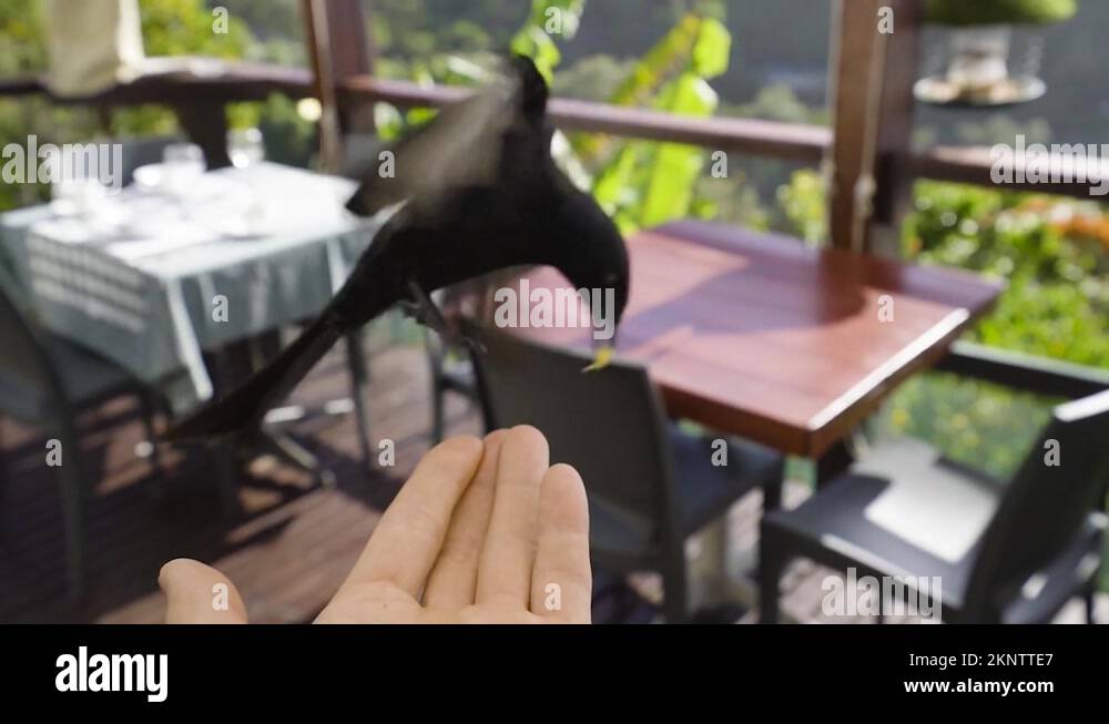 Eating cheddar cheese Stock Videos & Footage - HD and 4K Video Clips ...