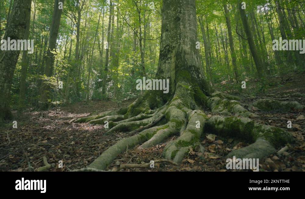 Ancient tree roots in a huge green forest Stock Video Footage - Alamy