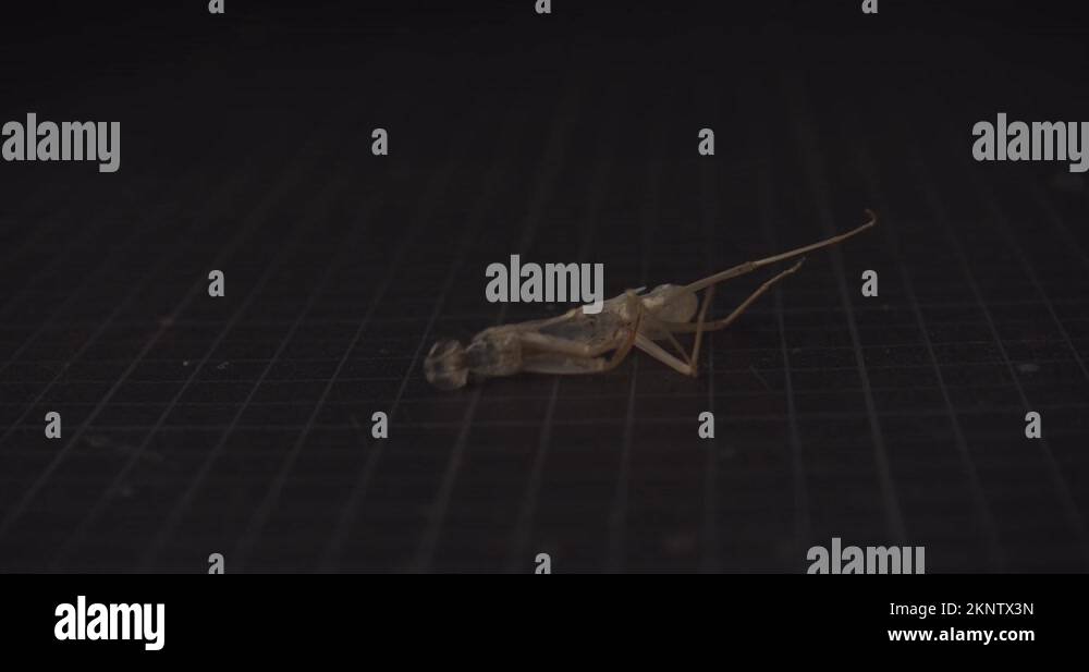 Insect shed skin Stock Videos & Footage - HD and 4K Video Clips - Alamy