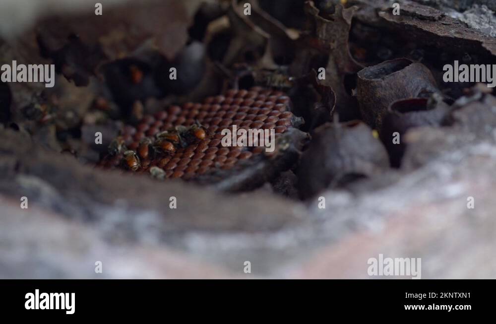 Traditional hive Stock Videos & Footage - HD and 4K Video Clips - Alamy