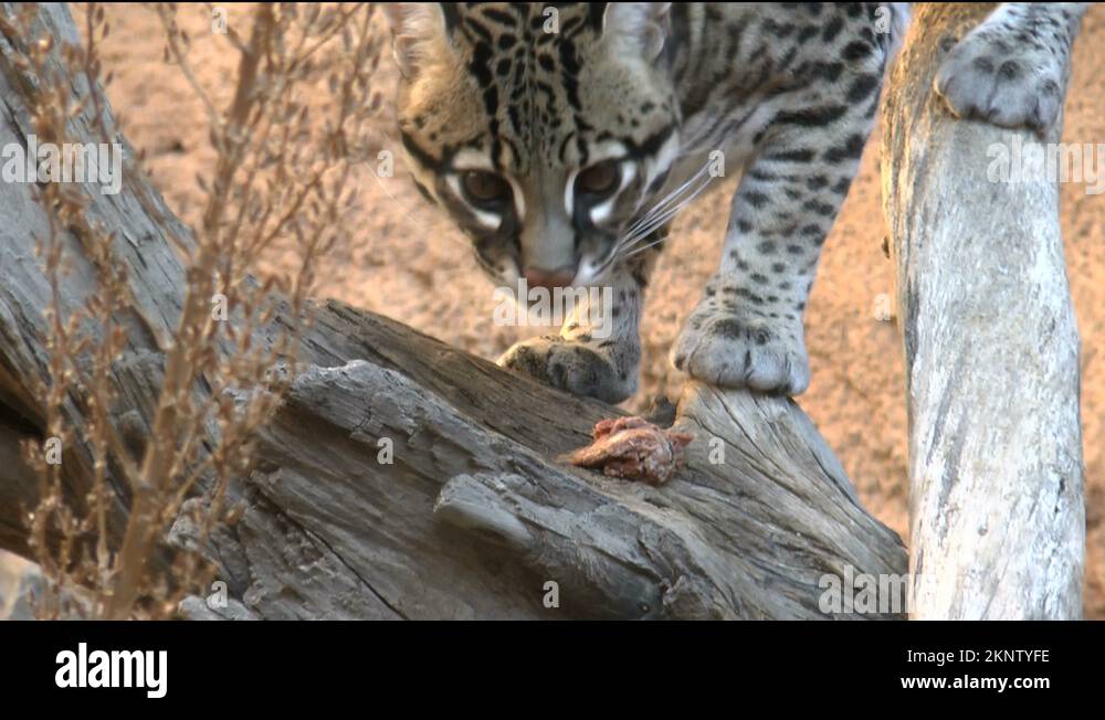 Predator and ocelot Stock Videos & Footage - HD and 4K Video Clips - Alamy