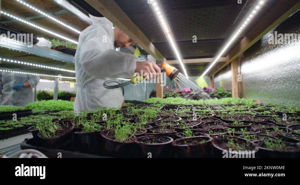 Farmer hosing down a trays with growing microgreens seedlings, vertical ...