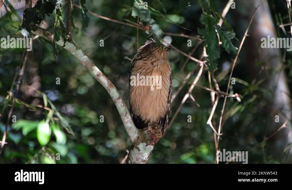 Buffy Fish Owl, Ketupa ketupu staring to the right intensely then ...