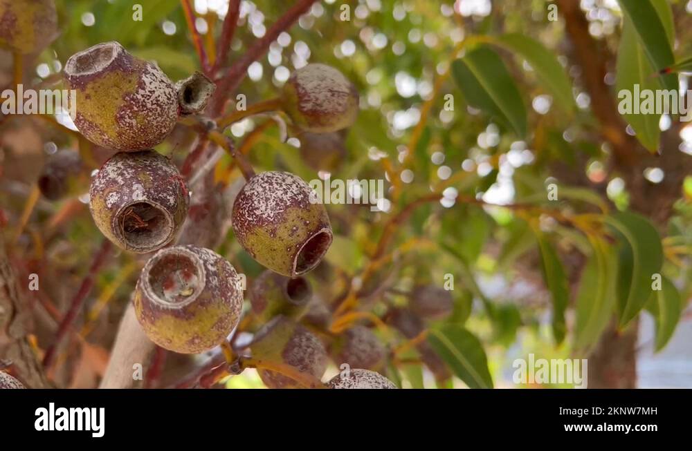 Eucalyptus tree gum Stock Videos & Footage - HD and 4K Video Clips - Alamy