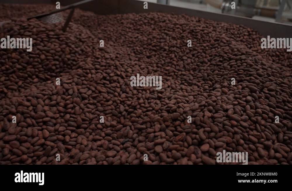 Cocoa bean fermentation Stock Videos & Footage - HD and 4K Video Clips ...