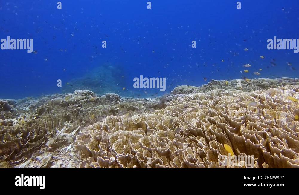 healthy coral reef in shallow water at Bali Island, Indonesia Stock ...