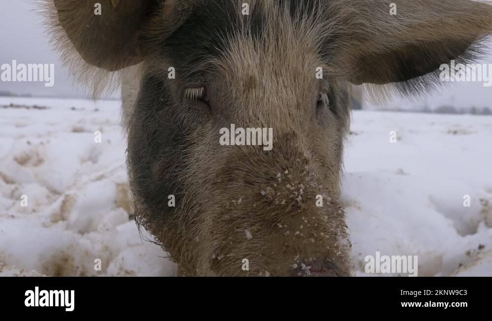 Mangalica pig mangalica pigs Stock Videos & Footage - HD and 4K Video ...