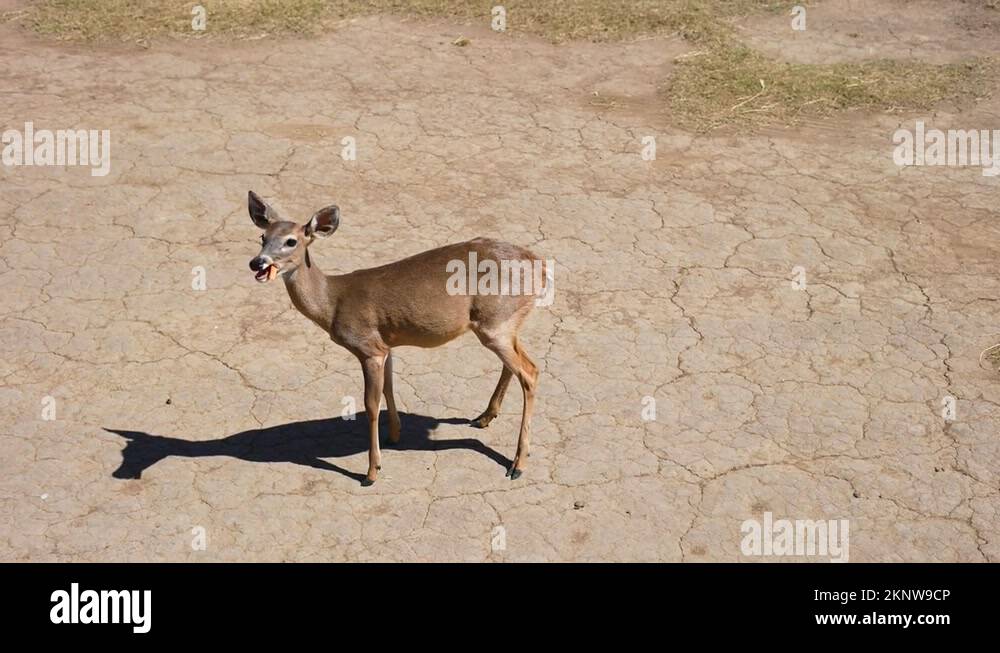 white-tailed deer in costa rica savanna eating on dry land Odocoileus ...