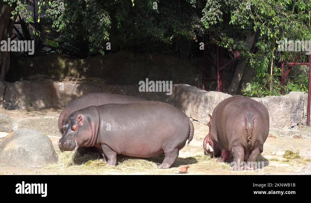 Hippos eating Stock Videos & Footage - HD and 4K Video Clips - Alamy