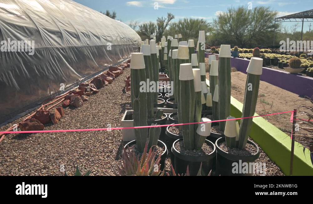 Cactus protection Stock Videos & Footage - HD and 4K Video Clips - Alamy