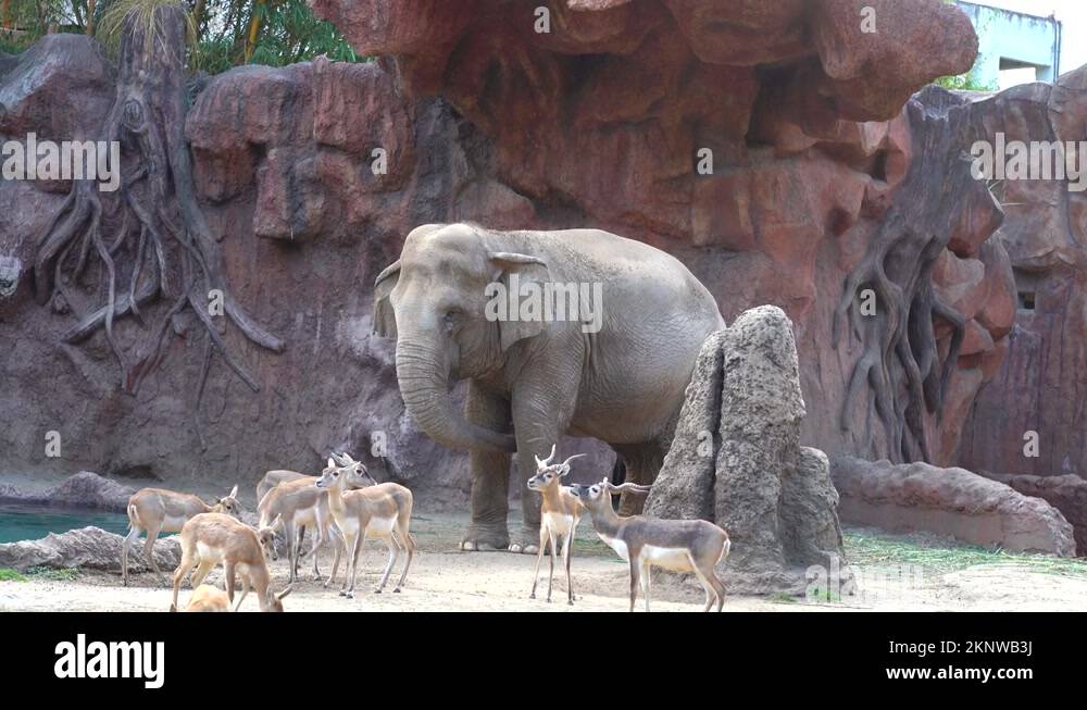 An elephant no people Stock Videos & Footage - HD and 4K Video Clips ...