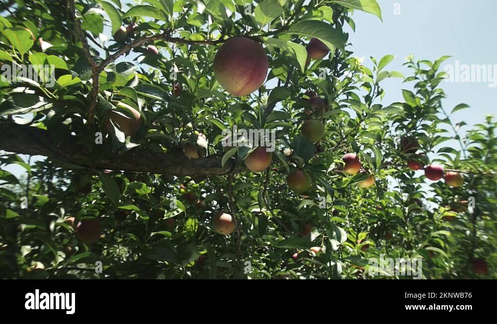 Orchards branches Stock Videos & Footage - HD and 4K Video Clips - Alamy
