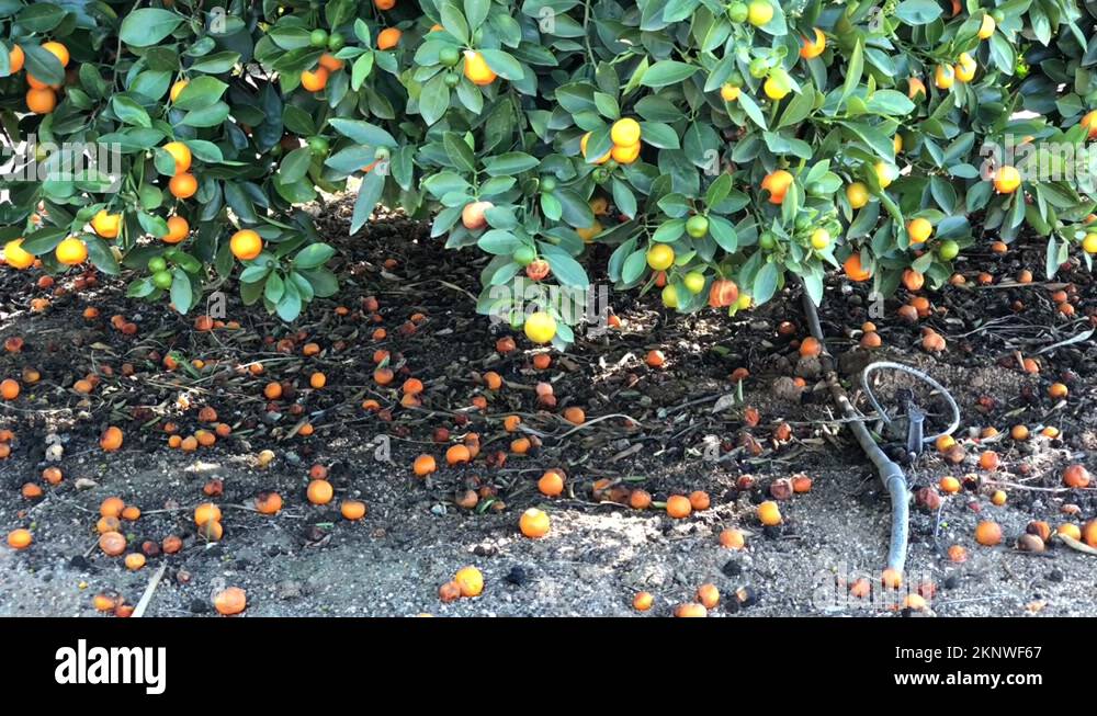 Calamansi tree Stock Videos & Footage - HD and 4K Video Clips - Alamy