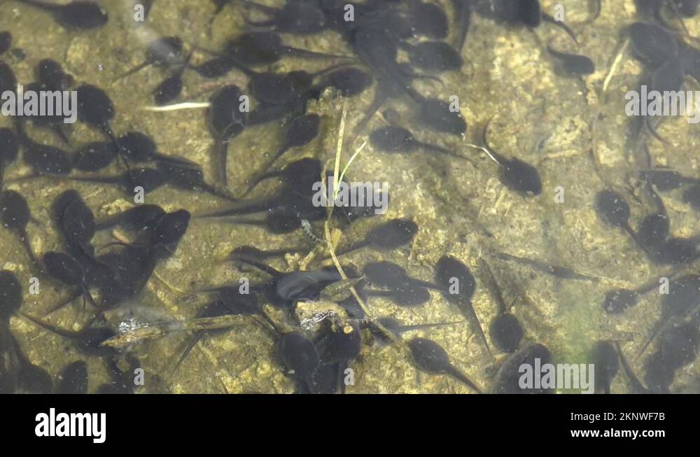 Tadpole, pollywog is larval stage in life cycle of an amphibian, frog ...