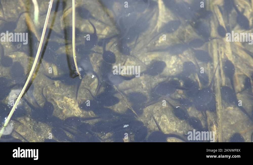 Tadpoles move chaotically underwater in forest swamp. Tadpole, pollywog ...