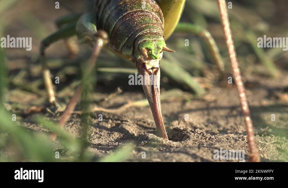 Back view. Grey Bush crickets, Phylum Arthropoda, uses its ovipositor ...