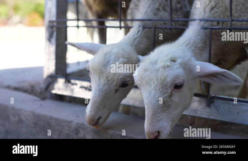 Sheep rural farm corral Stock Videos & Footage - HD and 4K Video Clips ...