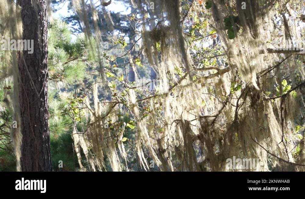 Lace lichen moss hanging, tree in deep forest. Wood, grove or woodland ...