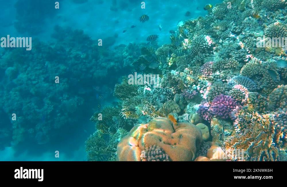 Underwater coral reef of sharm el sheikh red sea Stock Videos & Footage ...
