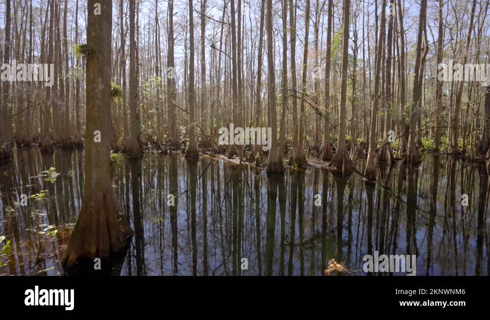 Kayak mangroves florida Stock Videos & Footage - HD and 4K Video Clips ...