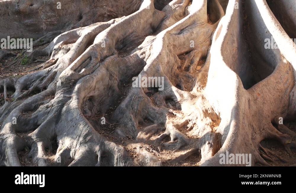 Huge enormous gigantic tree Stock Videos & Footage - HD and 4K Video ...