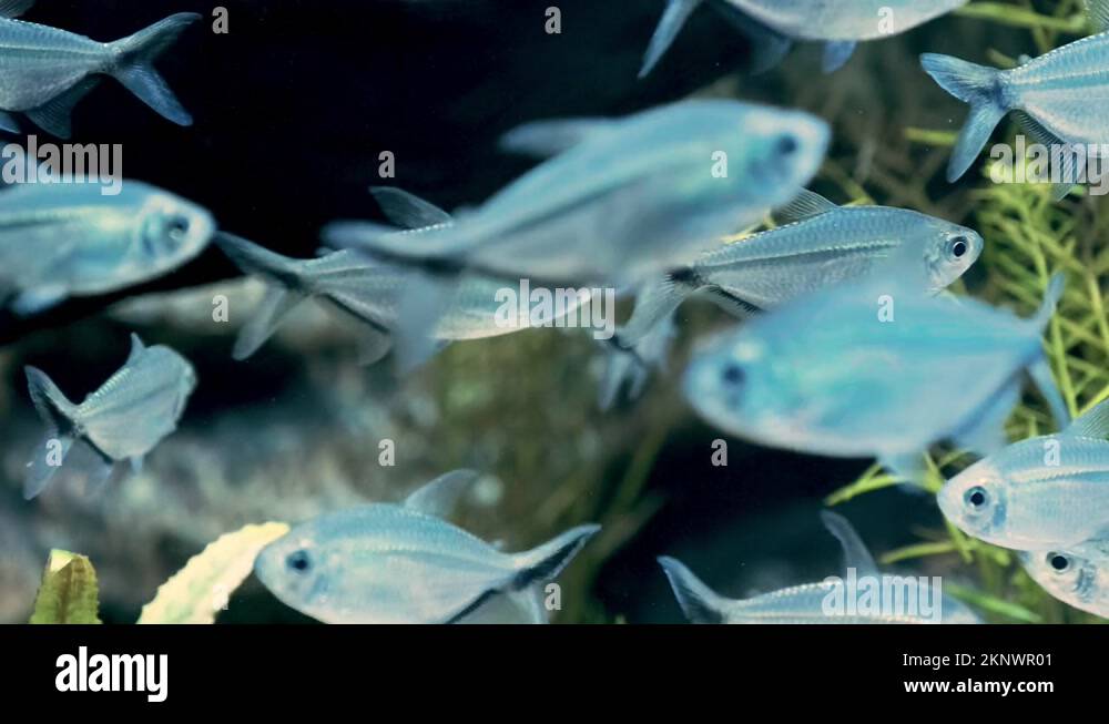 Bony Bream fishes Nematalosa Erebi Stock Video Footage - Alamy