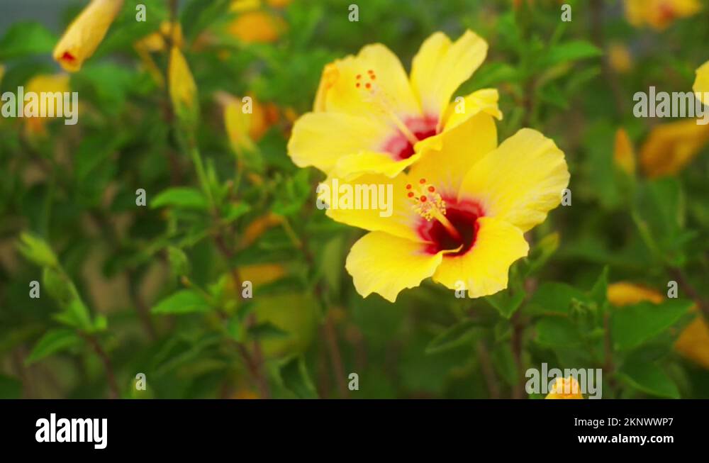 Flower plant field tropical Stock Videos & Footage - HD and 4K Video ...