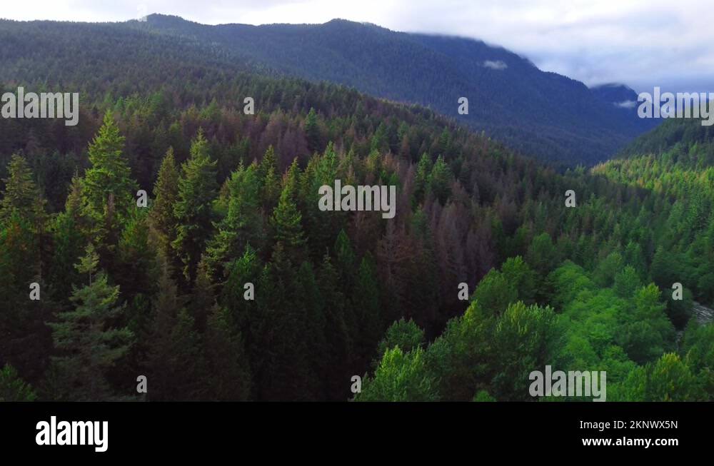 Forests british columbia Stock Videos & Footage - HD and 4K Video Clips ...
