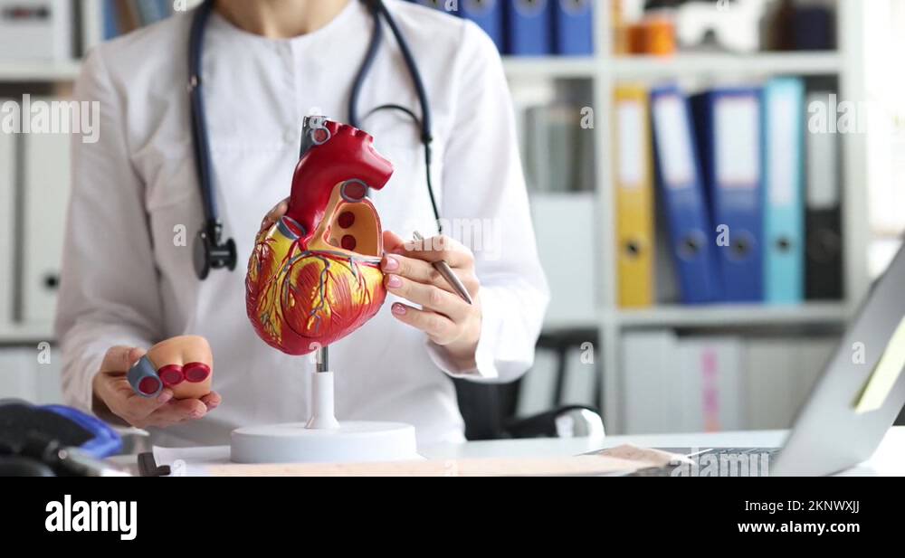 Doctor cardiologist showing structure of heart on artificial model ...