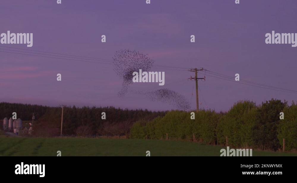 Hawk swooping Stock Videos & Footage - HD and 4K Video Clips - Alamy