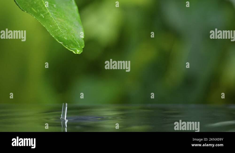 Drop falling from leaf into water close-up, leaf juice, plant oil ...