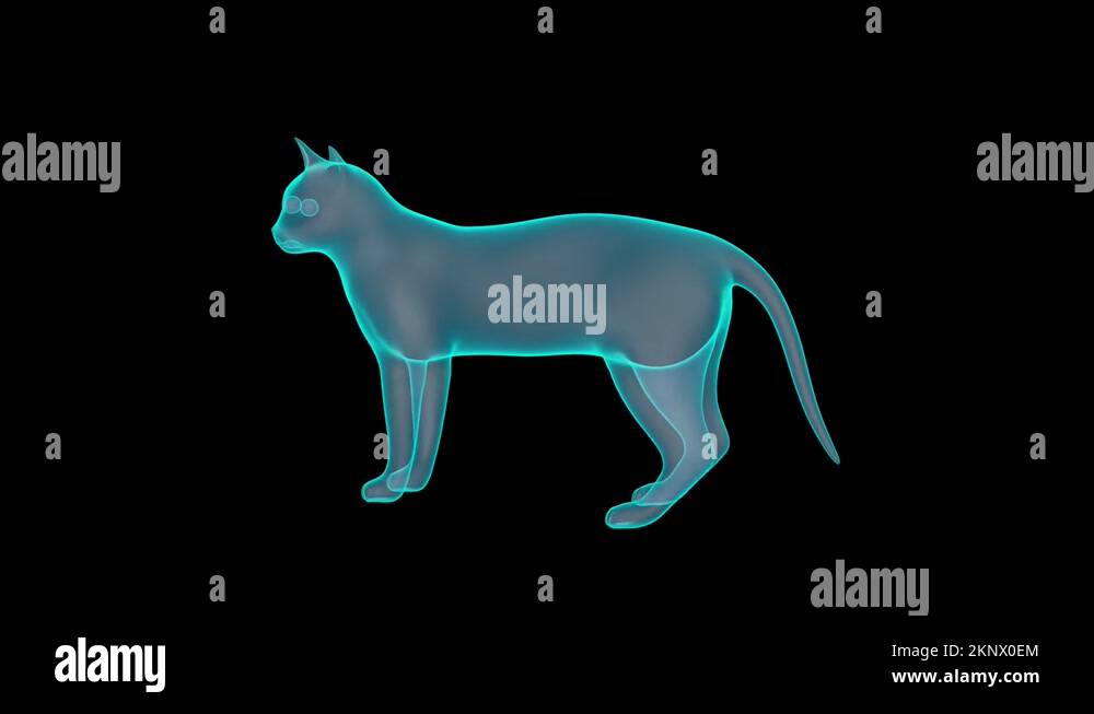 3d cats Stock Videos & Footage - HD and 4K Video Clips - Alamy